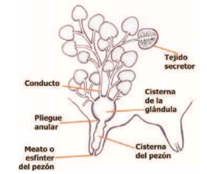 ¿Cómo es la ubre por dentro?