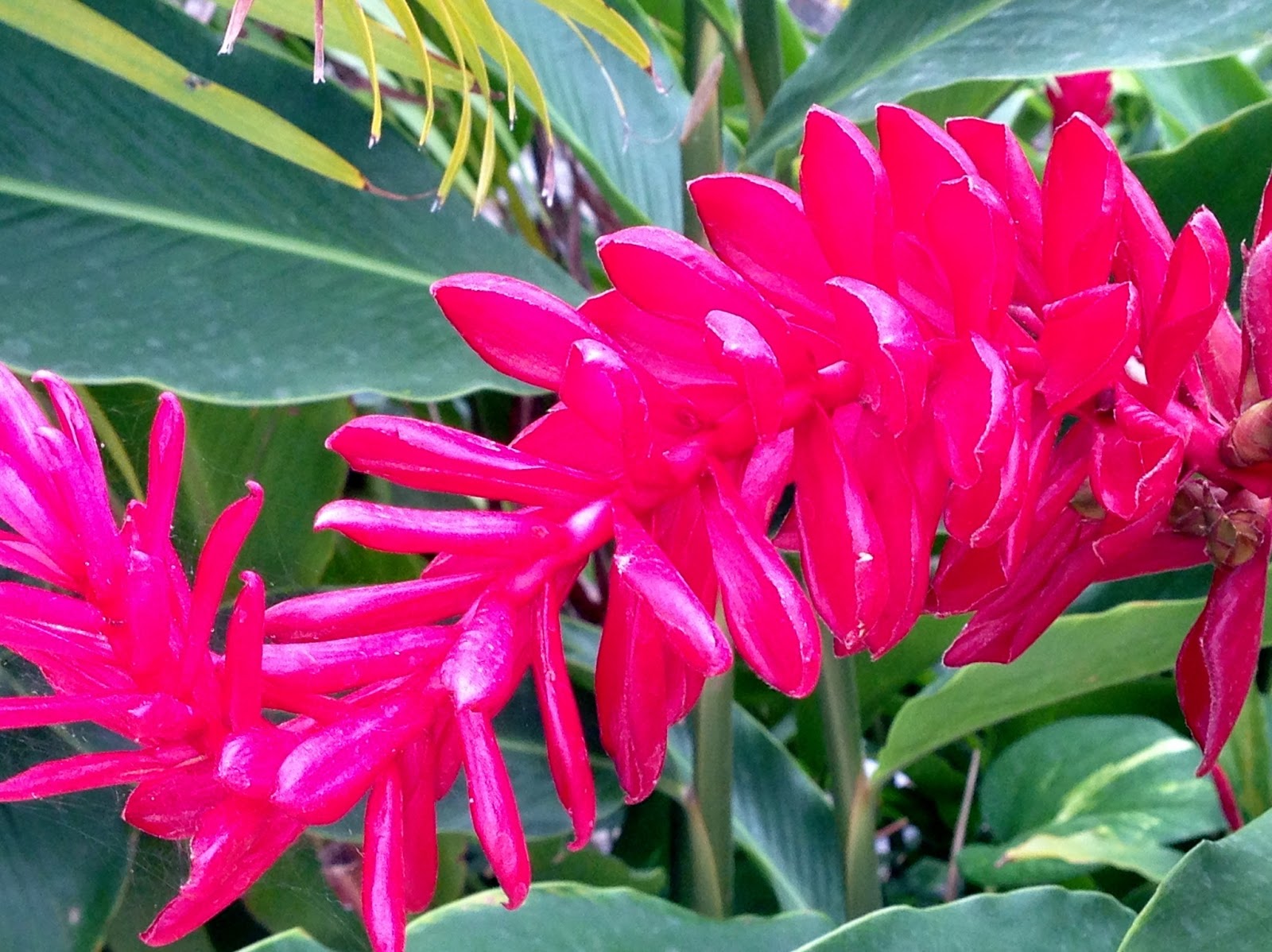 A Student Gardener: MEXICO VACATION FLOWERS