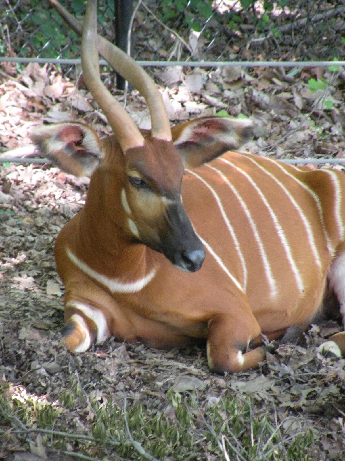 Casa Wayward: A Trip to the North Carolina Zoo