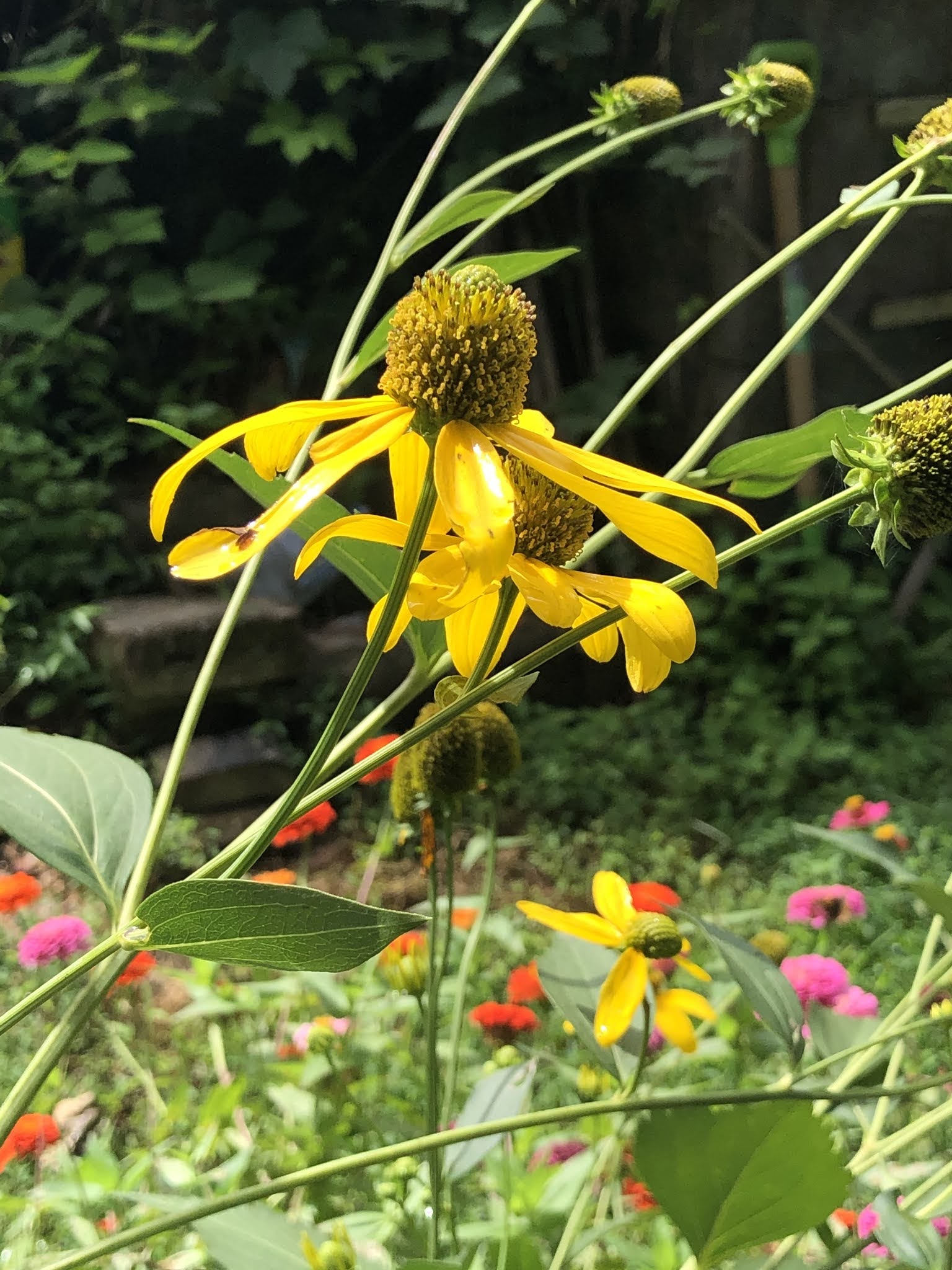 Middlewood Journal: Green Coneflower, Cutleaf Coneflower (Rudbeckia ...