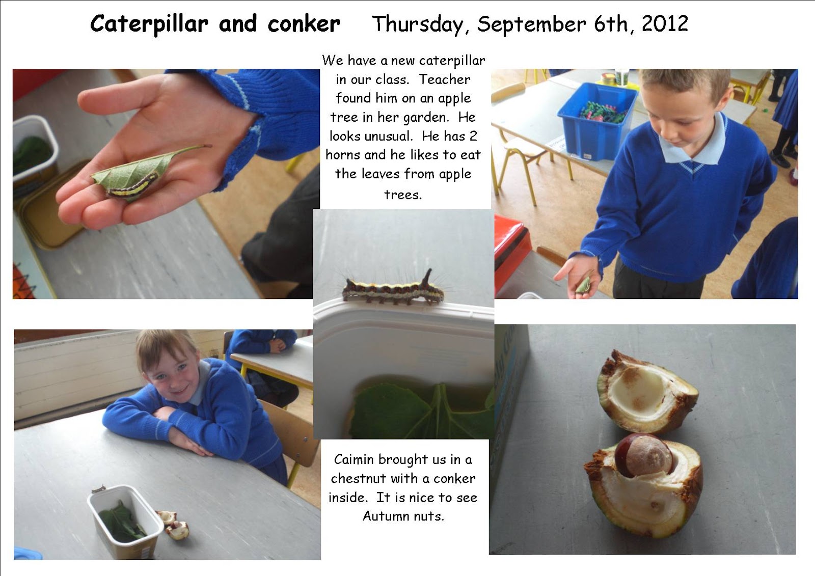 Science Projects: Caterpillar and conker in class