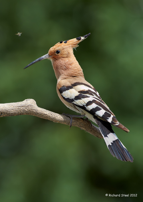 Wildlife Photographic Journals