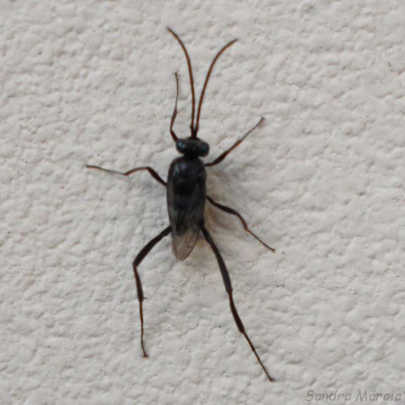 Insetologia - Identificação de insetos: Vespa-Bandeira no Rio de Janeiro