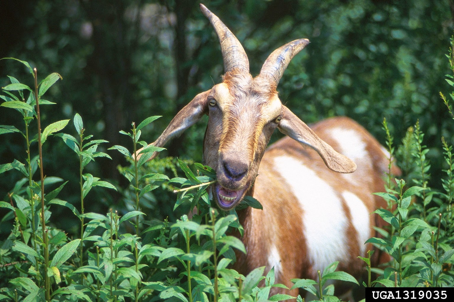 Center for Invasive Species and Ecosystem Health: Goats and Sheep ...