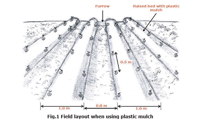Talong (Eggplant) Cultivation Guide: All You Need to Know in Planting ...