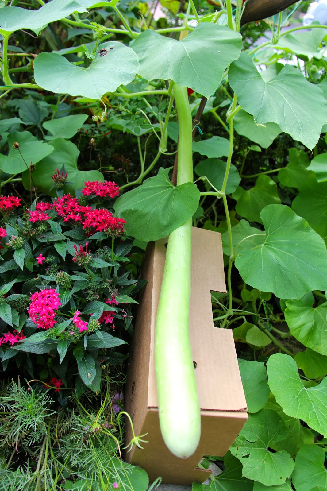 Tropical Gardening in New York City!: Cucuzzi squash, beautiful and tasty!