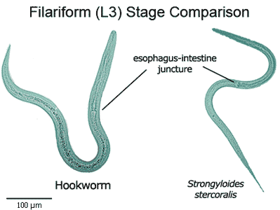PARASITOLOGIA-MAYTHE MOYA FIGUEROA: Strongyloides stercoralis ...