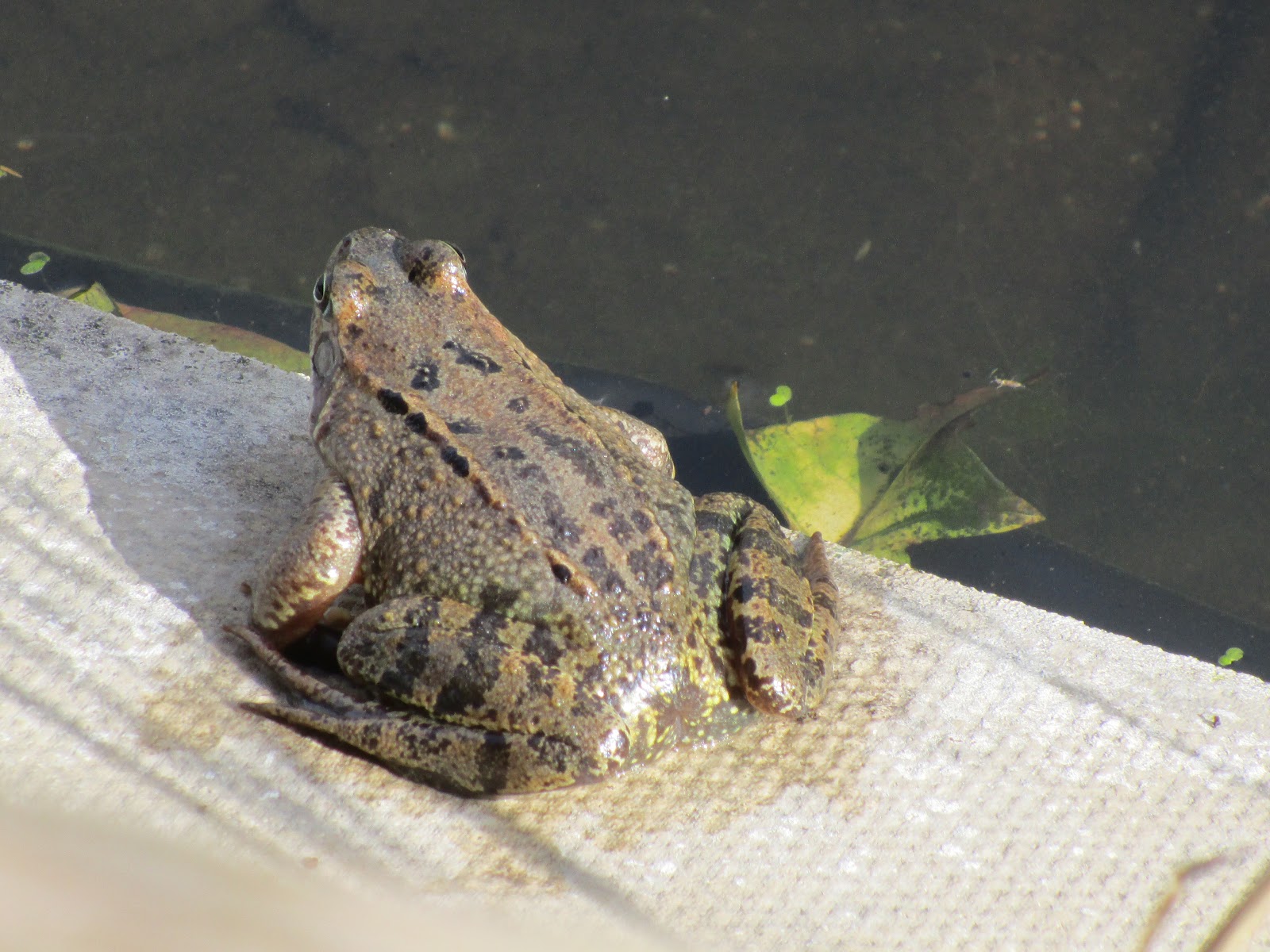 Buffalo, frog and fox