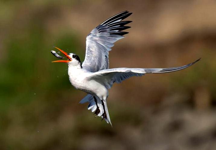 The Flying Tortoise: Beautiful Bird Images From The 2015 Audubon ...