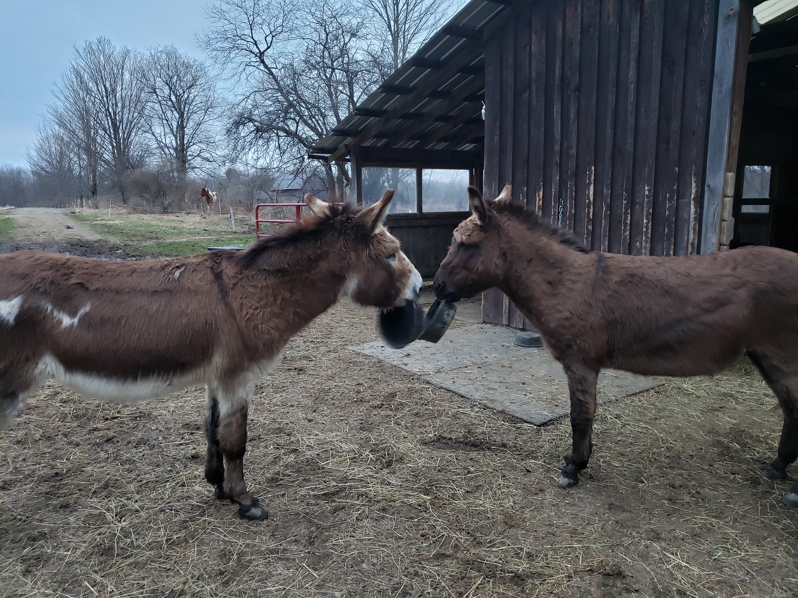 The Dancing Donkey: I Tried