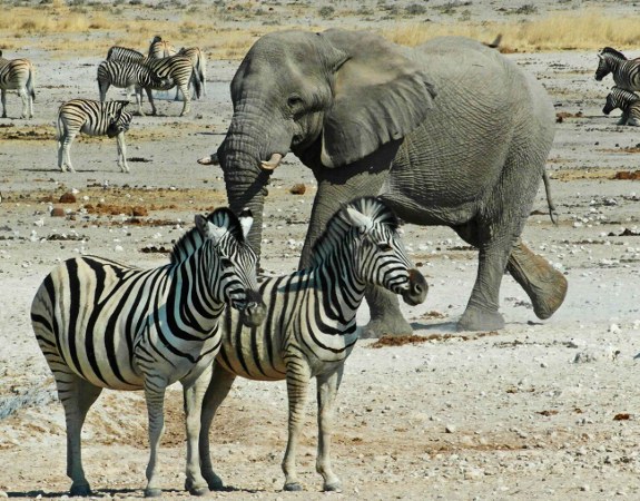 Namibia Reservations: Wildlife in Namibia