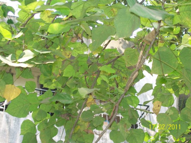 Prakruti -Mother Nature: Indian Coral tree-Mandara