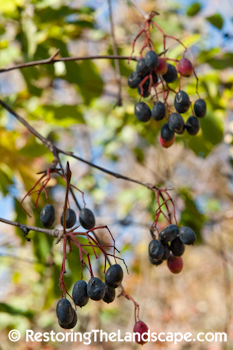 Restoring The Landscape With Native Plants: Native Plant of the Week ...