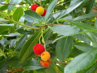Fruit Warehouse: Madrono ( Arbutus )