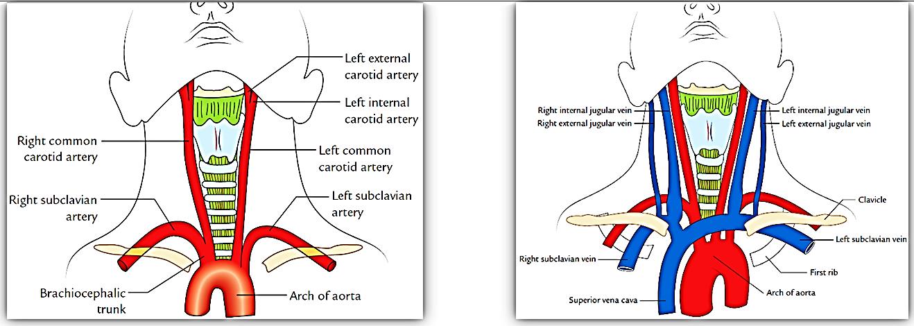 Great vessels of head & neck l human anatomy MCQs for dental students ...