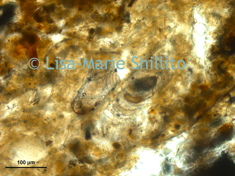 Microscope World Blog: Microarchaeology