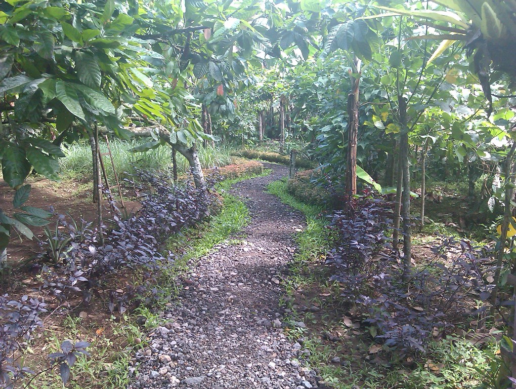 Bali Travel Tourism and Vacations in Bali: subak bali agrotourism