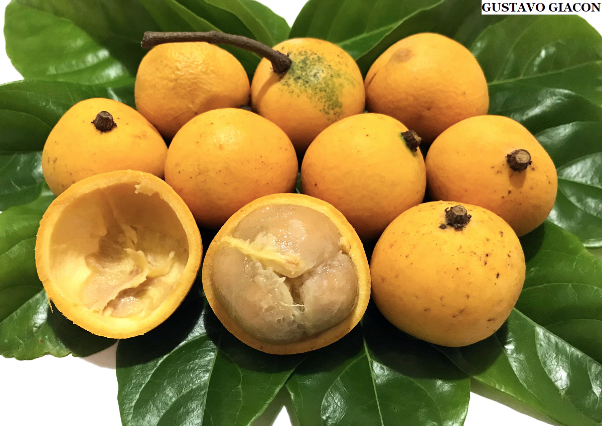 Blog da Associação Brasileira de Frutas Raras: Saputa Açu ou Bacupari ...