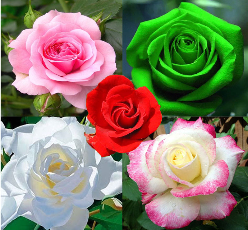 Terbaru 34+ Klasifikasi Bunga Mawar