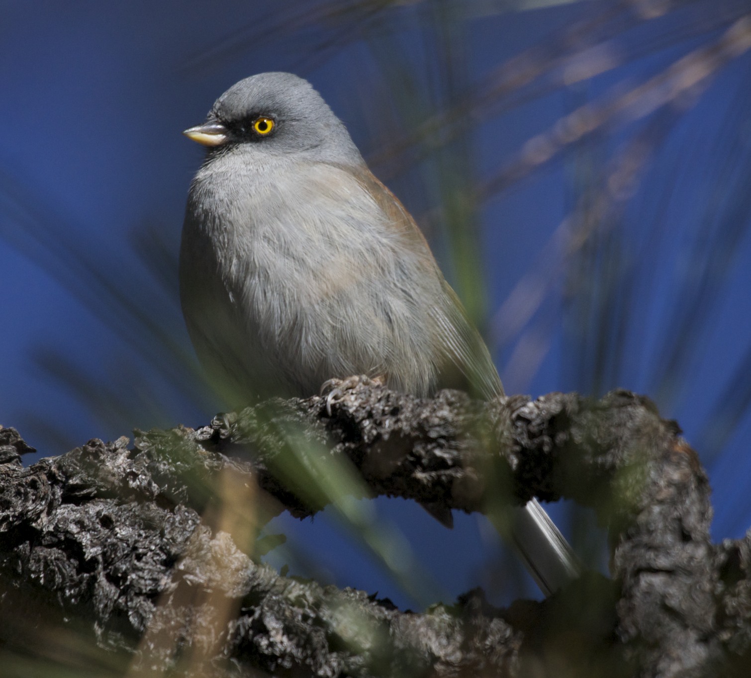 Birding Is Fun!: When Life Gives You Lemmons (or nothing but Junc)...