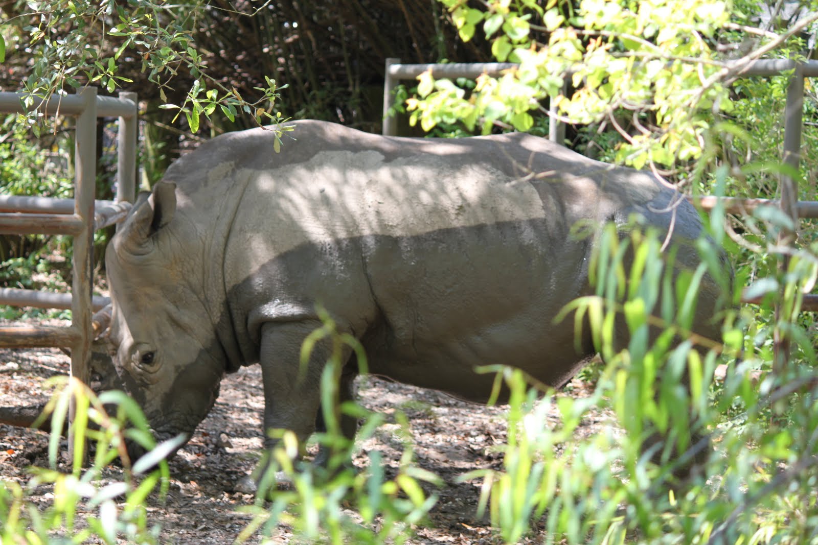 The Robertson Family: New Orleans Zoo