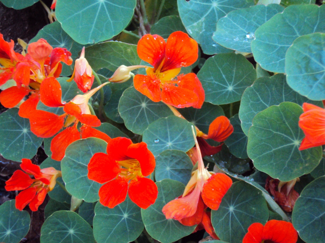 Milagrosas Plantas Medicinais: CAPUCHINHA Tropaeolum majus L.