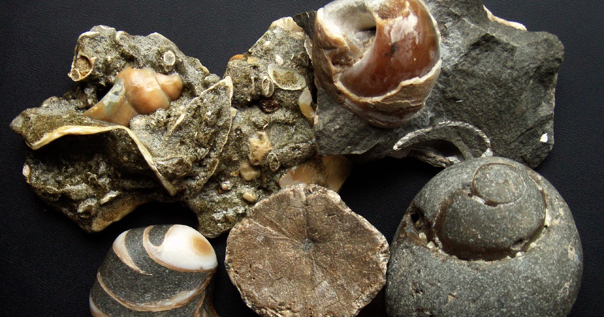 Skeptophilia: The Texas flood fossils