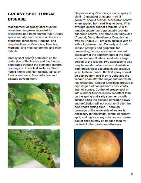 Vegetable and Fruit Gardening in SW Florida: Greasy Spot on Citrus
