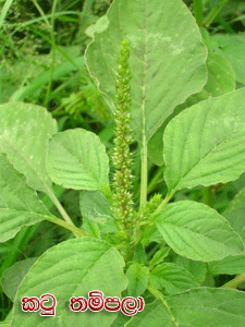 Medicinal plants in sri Lanka(2) | topsecretofthelife