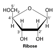 Molecular Biology: Pentose Sugar