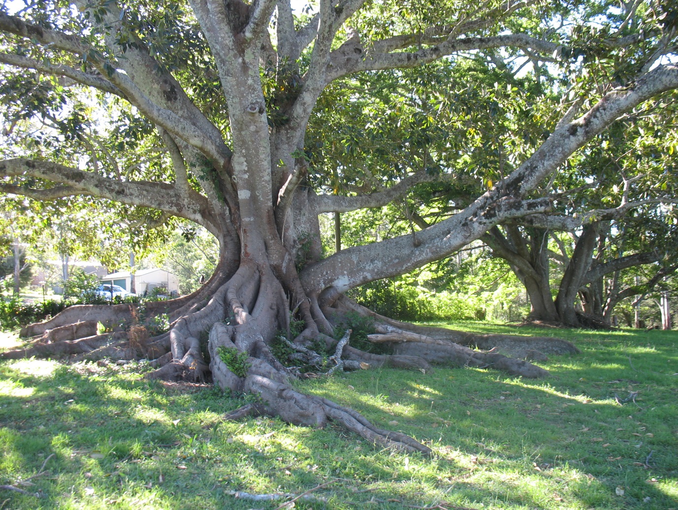 How To Trim A Big Fig Tree at Terry Greene blog