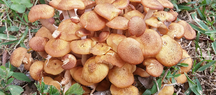 Fast Tree Removal Services Atlanta: 9 Oak Tree Diseases Identification ...