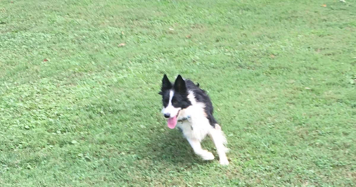 Small and Mini Border Collies