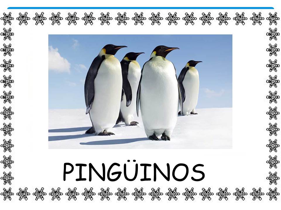 Aprendiendo con Mae: ANIMALES DEL POLO NORTE Y POLO SUR