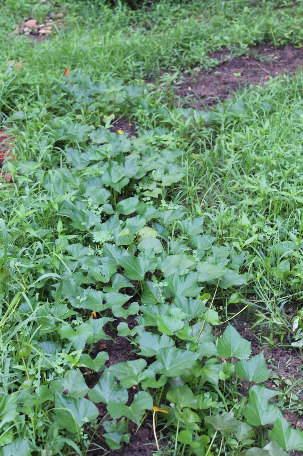 Our Journey: The most persistent perennial... weeds!
