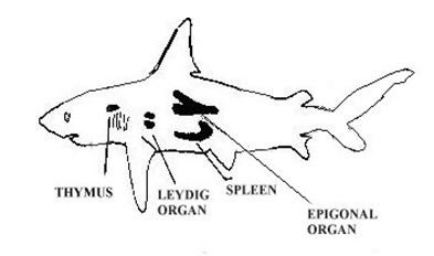 KSJBIO: #64 Sharks can't get cancer? (English)