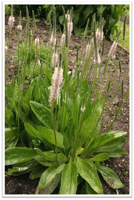 Tanchagem / Plantago asiatica