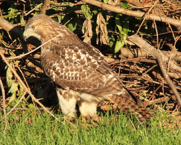 Hawkwatch at the Franklin Institute: Hurricane hawk interlopers and the ...