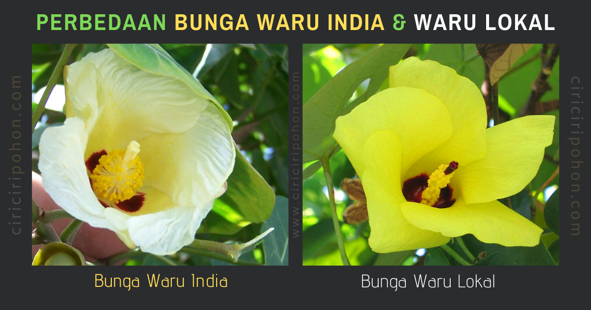 Ciri Ciri Pohon Waru India (Thespesia populnea) Di Alam Liar ...