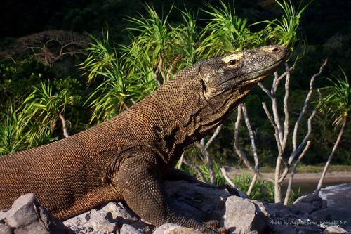 Flora & Fauna ~ Picnic 2 Indonesia