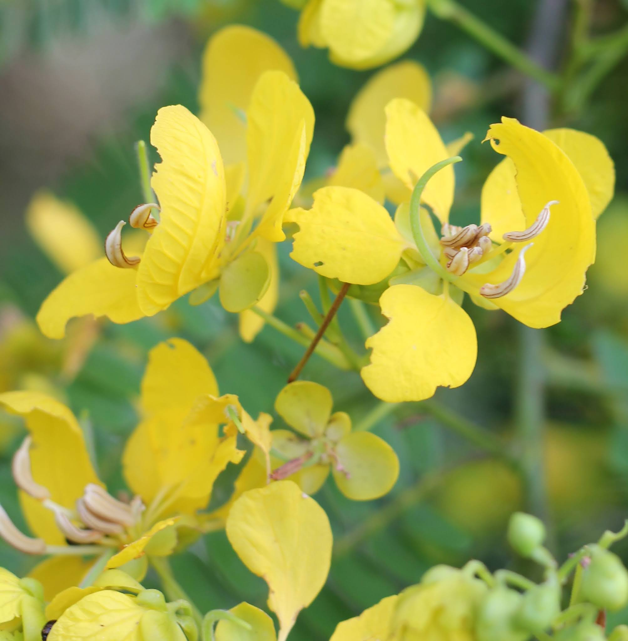 Fabaceae - Leguminosae no Brasil: Fabaceae - Senna multijuga (Rich.) H ...