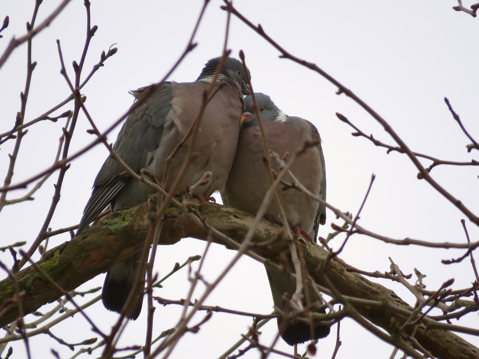 The Rattling Crow: Woodpigeons calls and displays