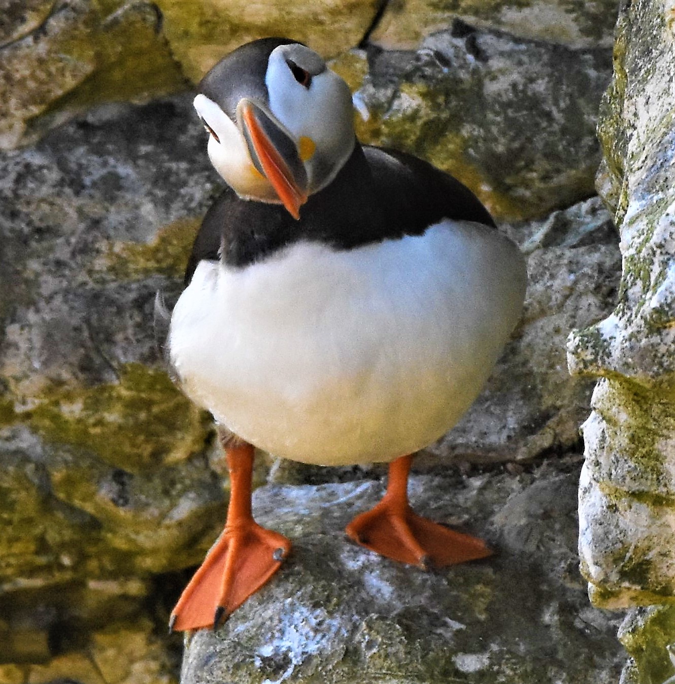 Andrew Robin photography.: Puffin and Razor bill.