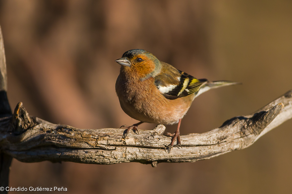 PINZON VULGAR - Fringilla Coelebs | Observatorio de la Naturaleza