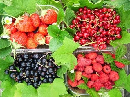 Ma poubelle est un Jardin: Pour avoir de beaux fruits rouges, c'est à l ...