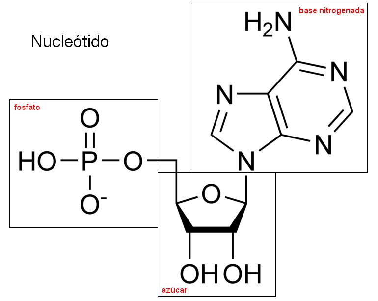 Nucleotideos