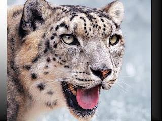 Spreebird wildlife: SNOW LEOPARD (State Animal of Pakistan)