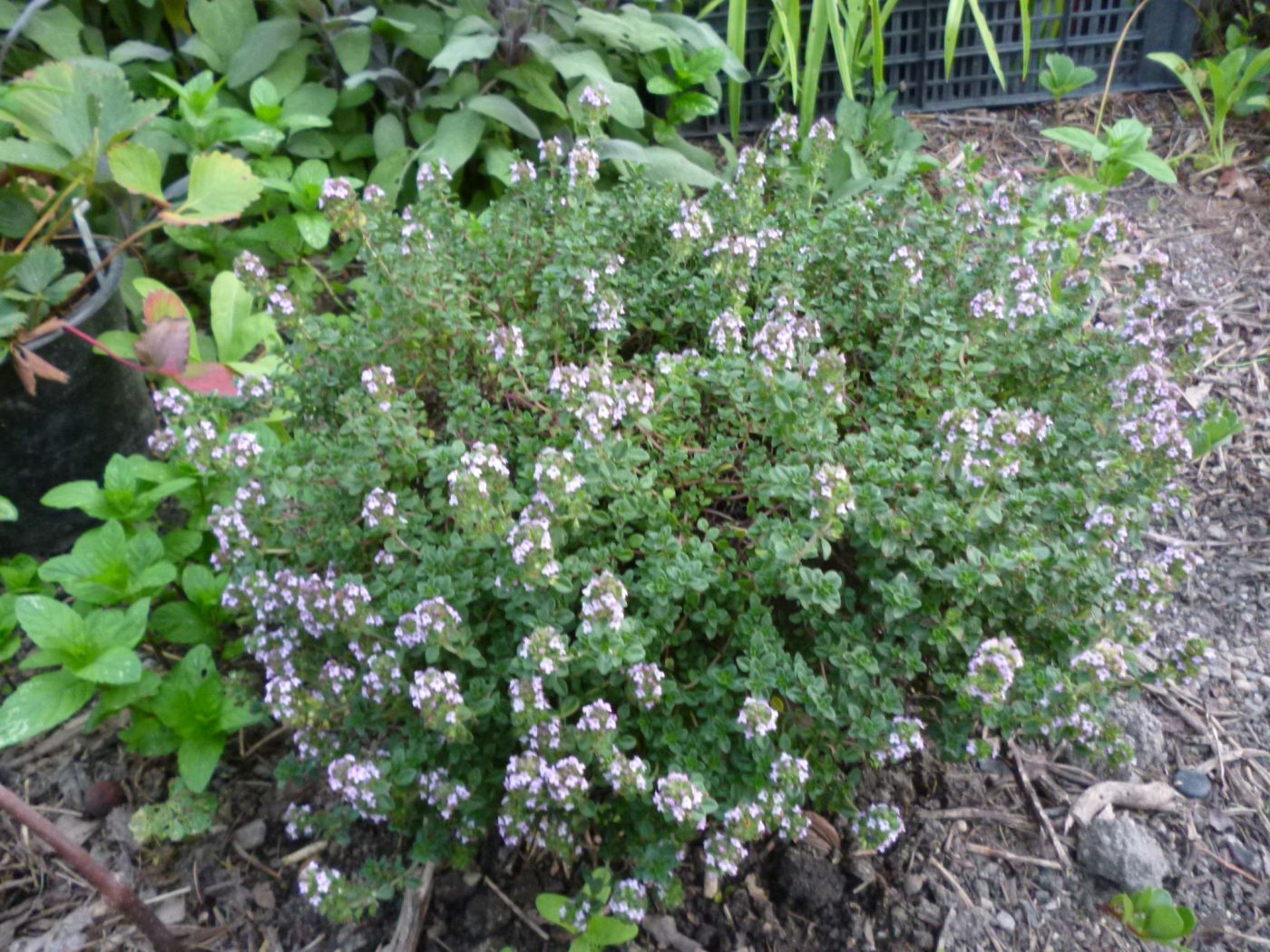 Seminte si plante de gradina hobby: Cimbrisorul-Thymus serpyllum