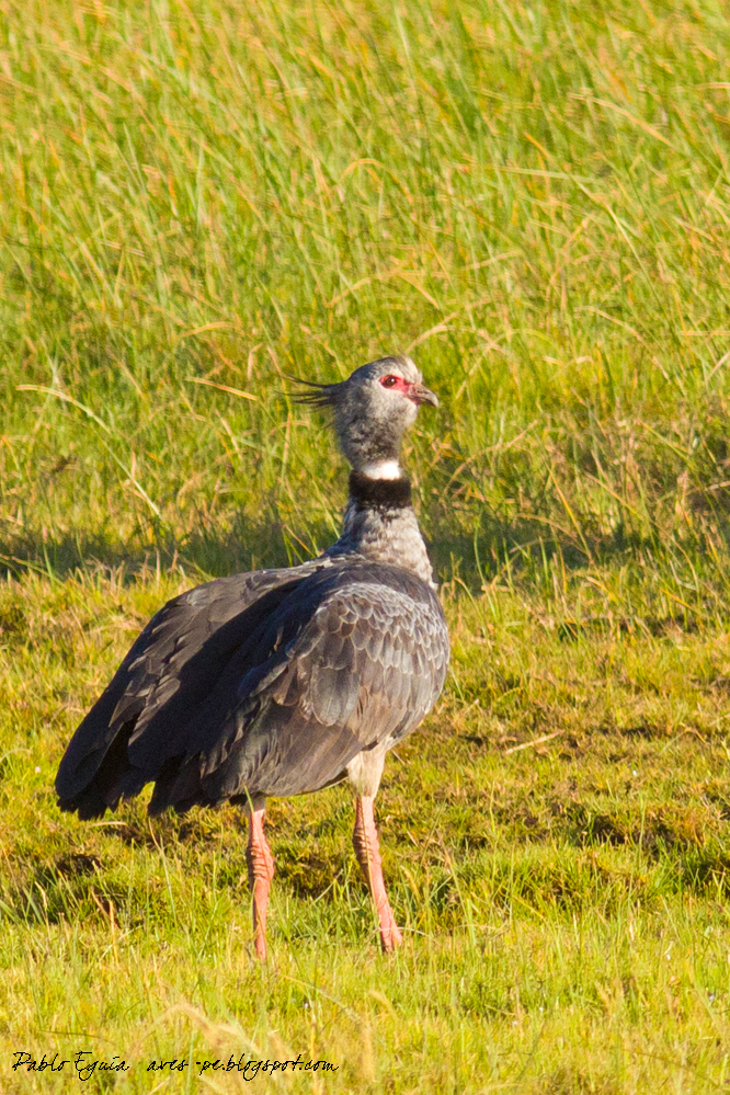 mis fotos de aves: 01/29/12