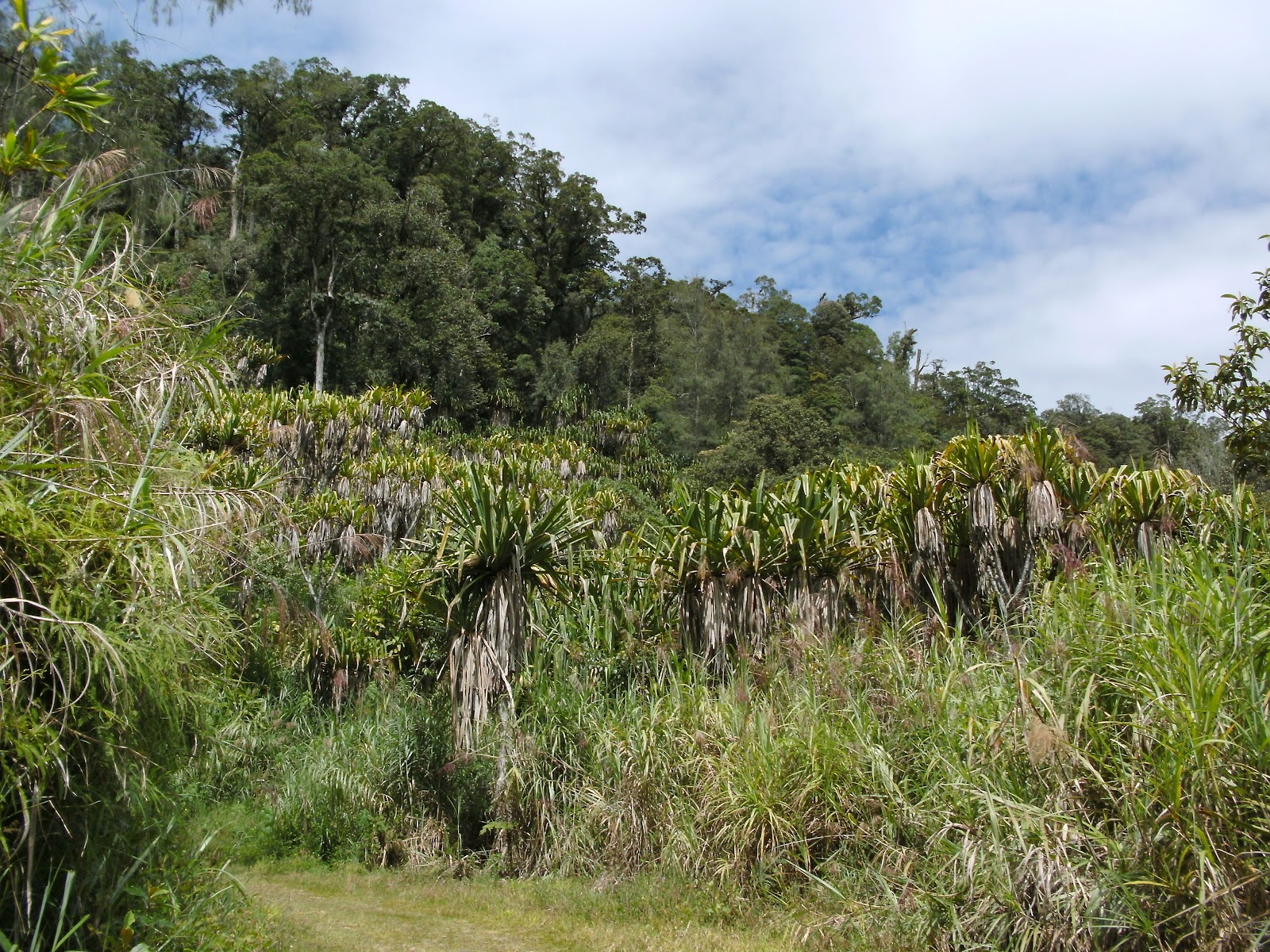 Last Karints in Pictures: Pandanus Nut (Karuka) Season